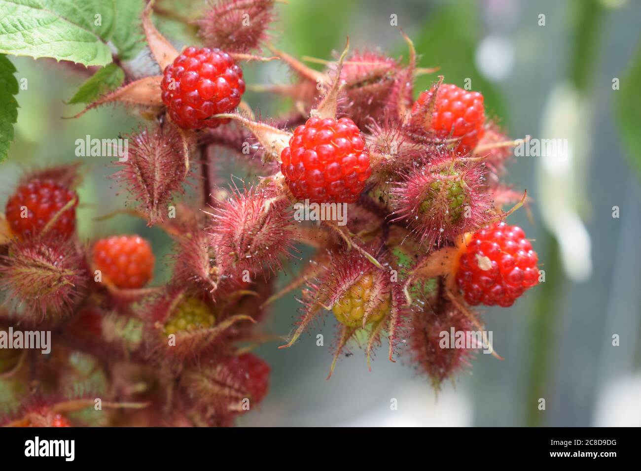 Japanese vine berries hi-res stock photography and images - Alamy