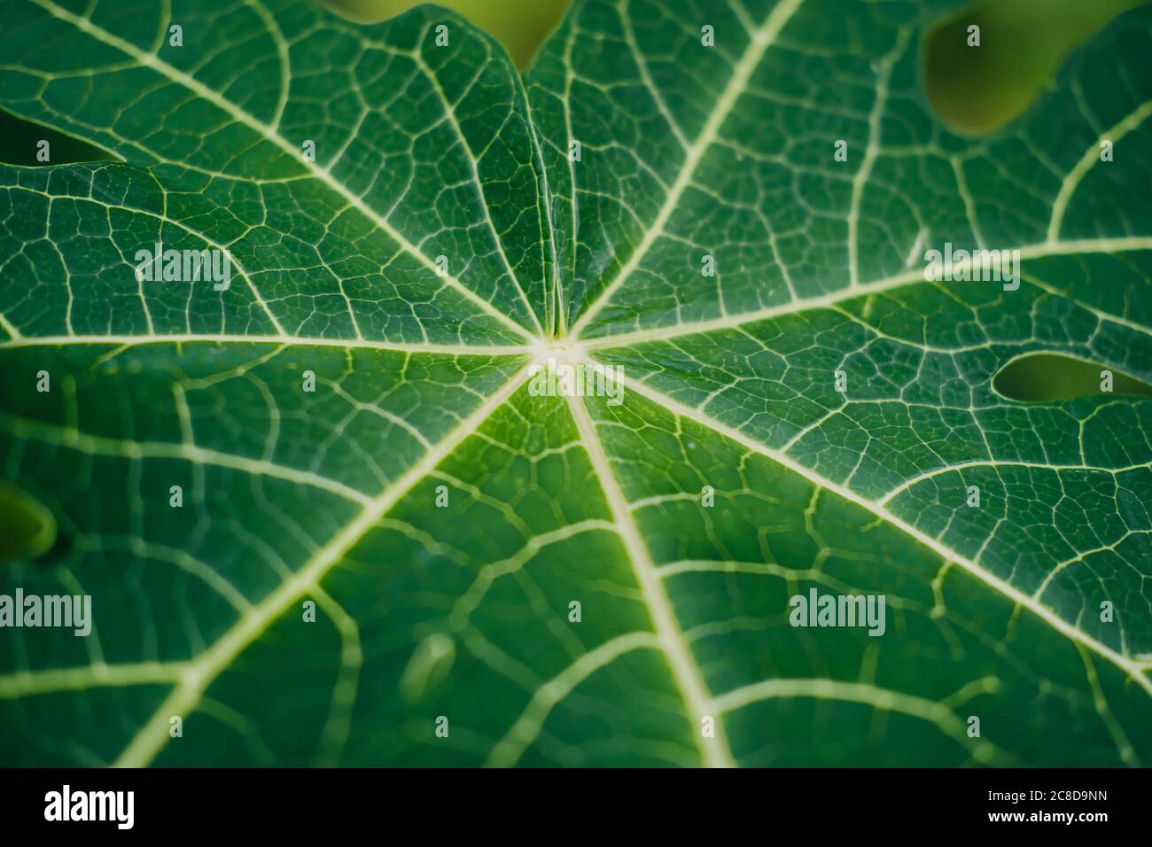Papaya texture hi-res stock photography and images - Alamy