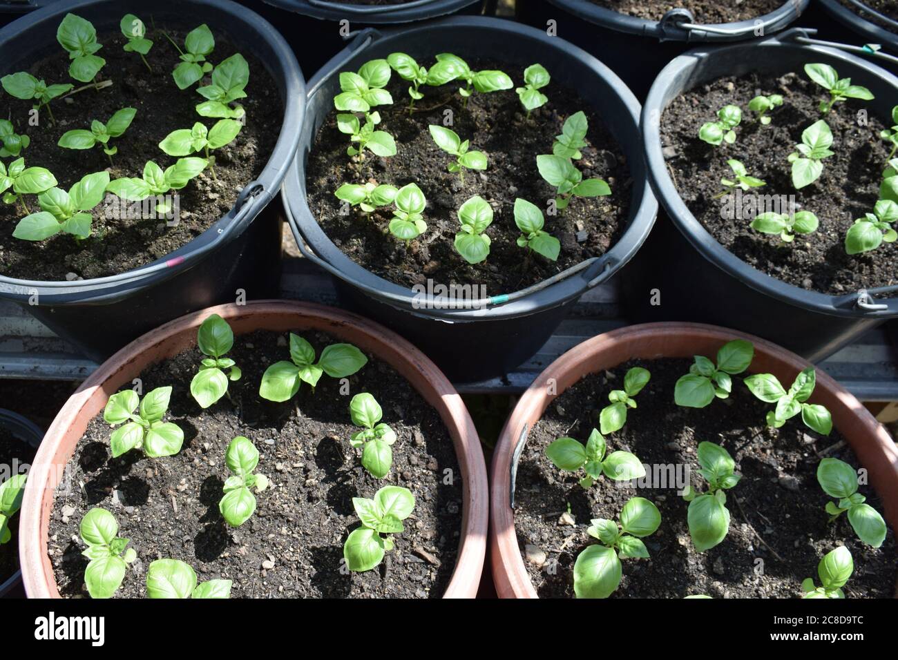young plants starting to grow Stock Photo - Alamy