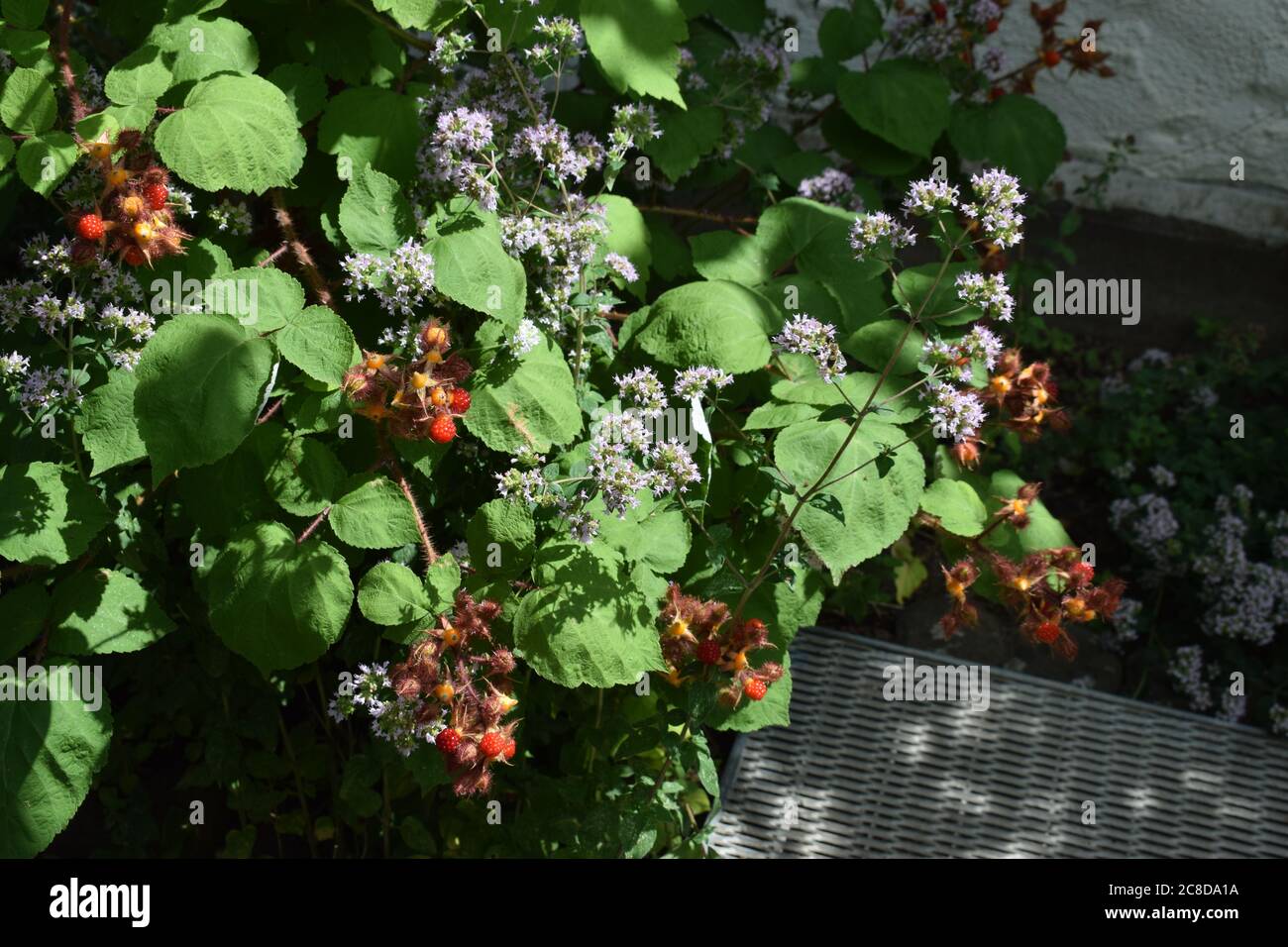 Japanese vine berries hi-res stock photography and images - Alamy