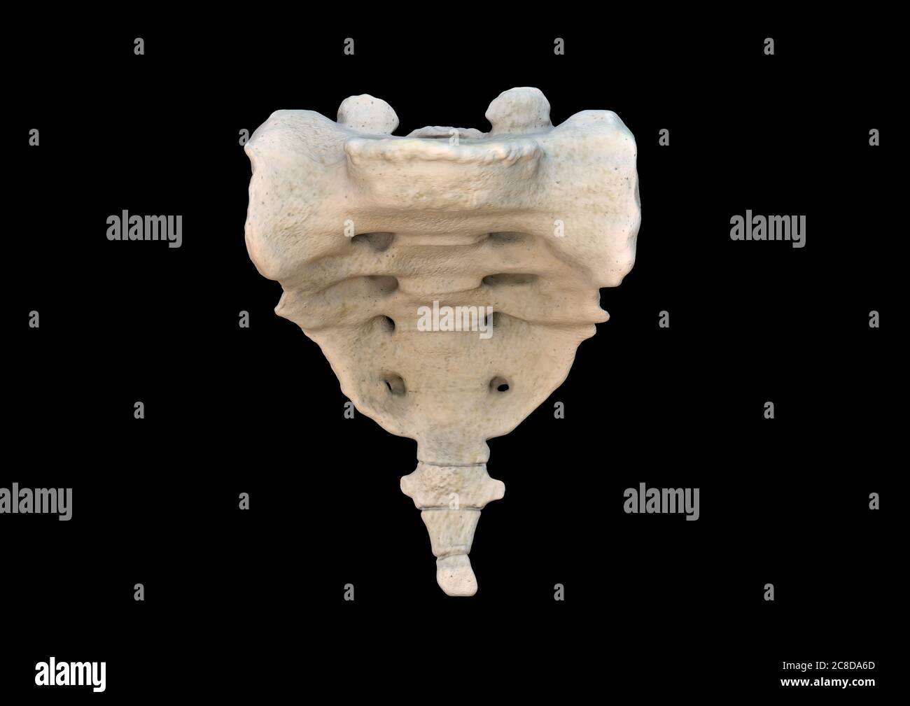 Sacrum part of human pelvis,3D rendering Stock Photo - Alamy
