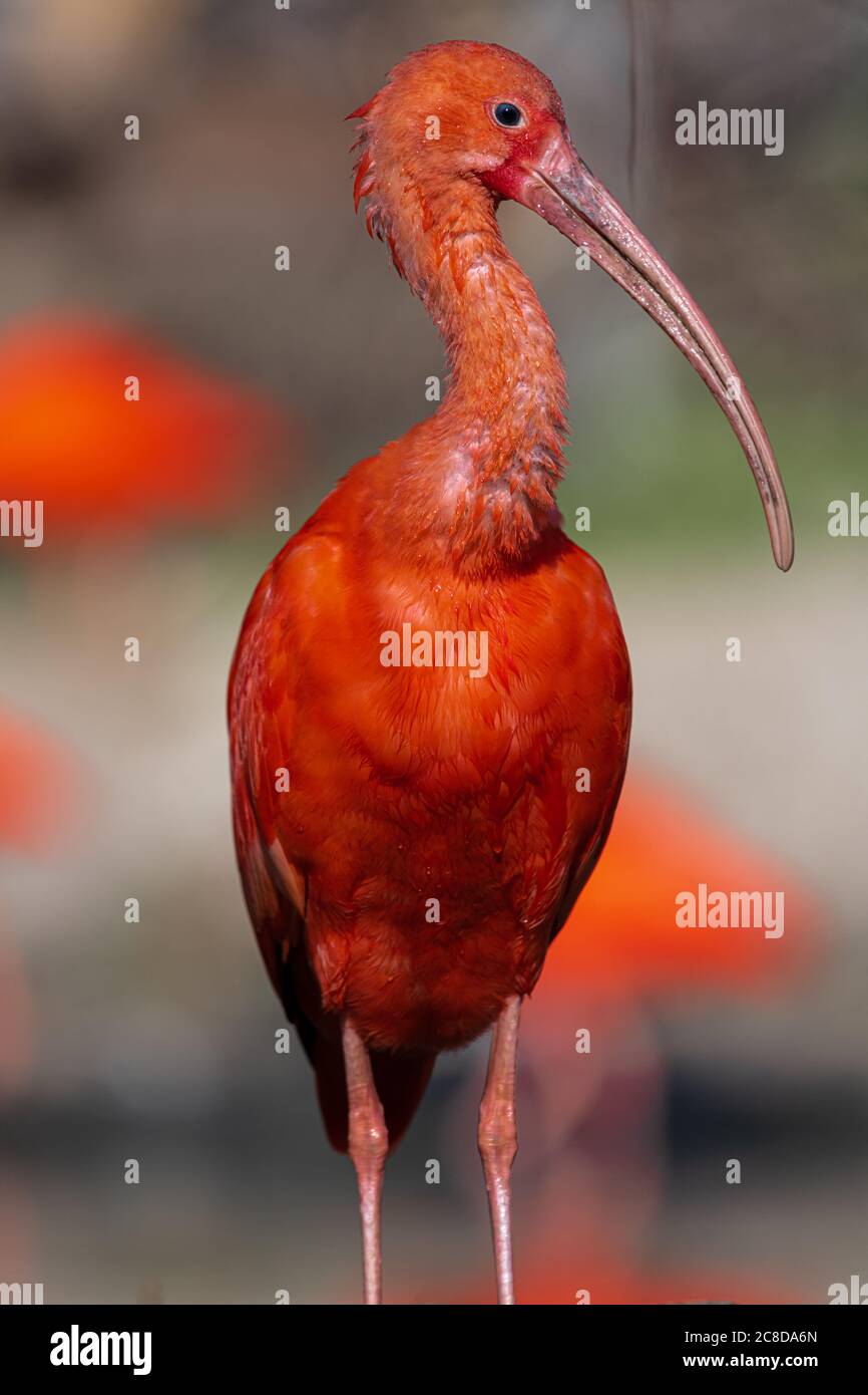 Scarlet ibis eudocimus ruber bird hi-res stock photography and images ...