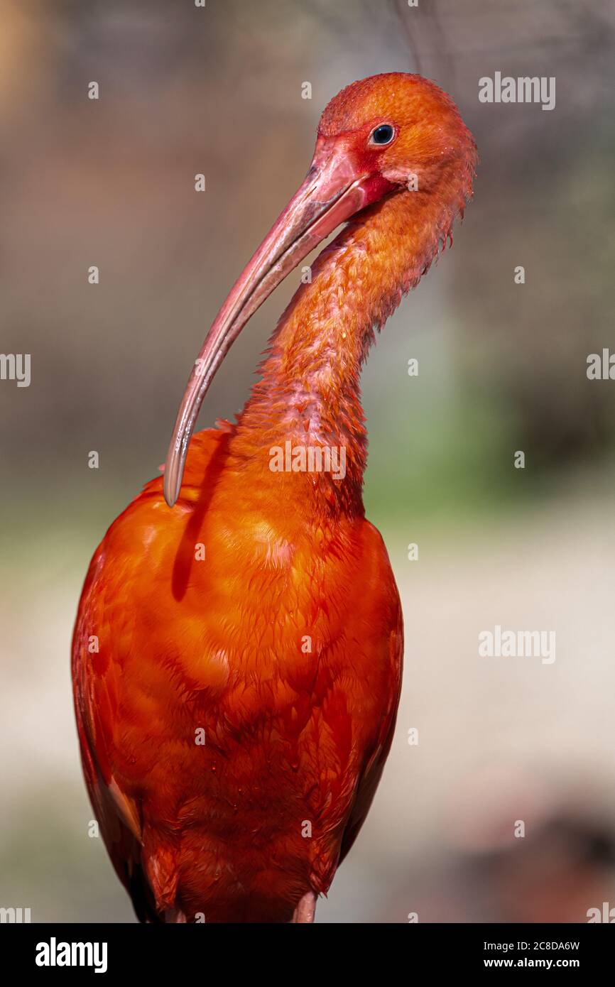 Scarlet ibis eudocimus ruber bird hi-res stock photography and images ...