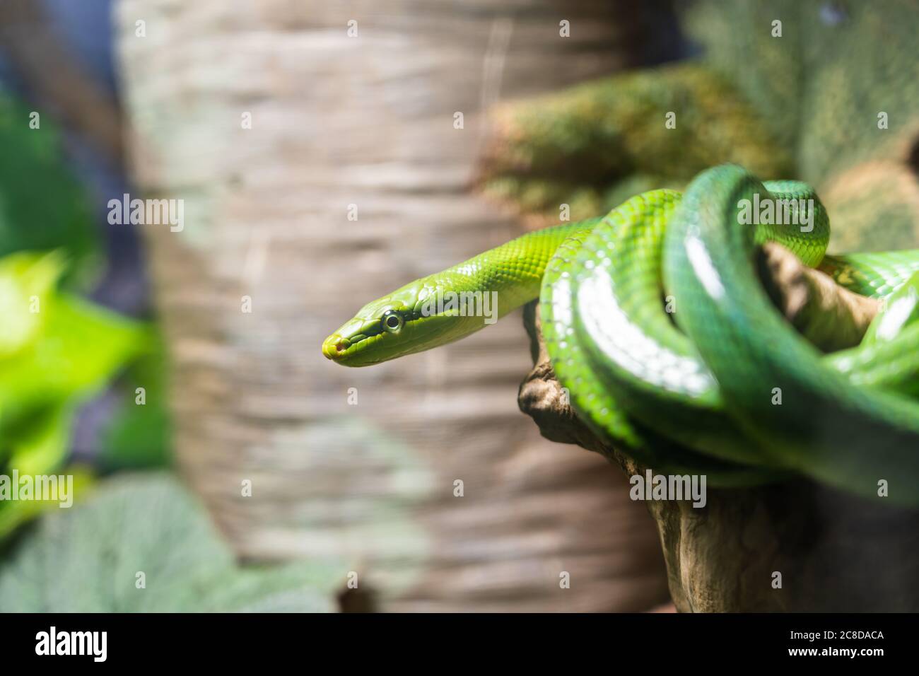 Beautiful green snake hi-res stock photography and images - Alamy
