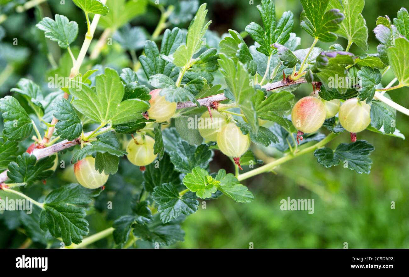 Gooseberries on a branch of gooseberry bush in the fruit garden. Close ...