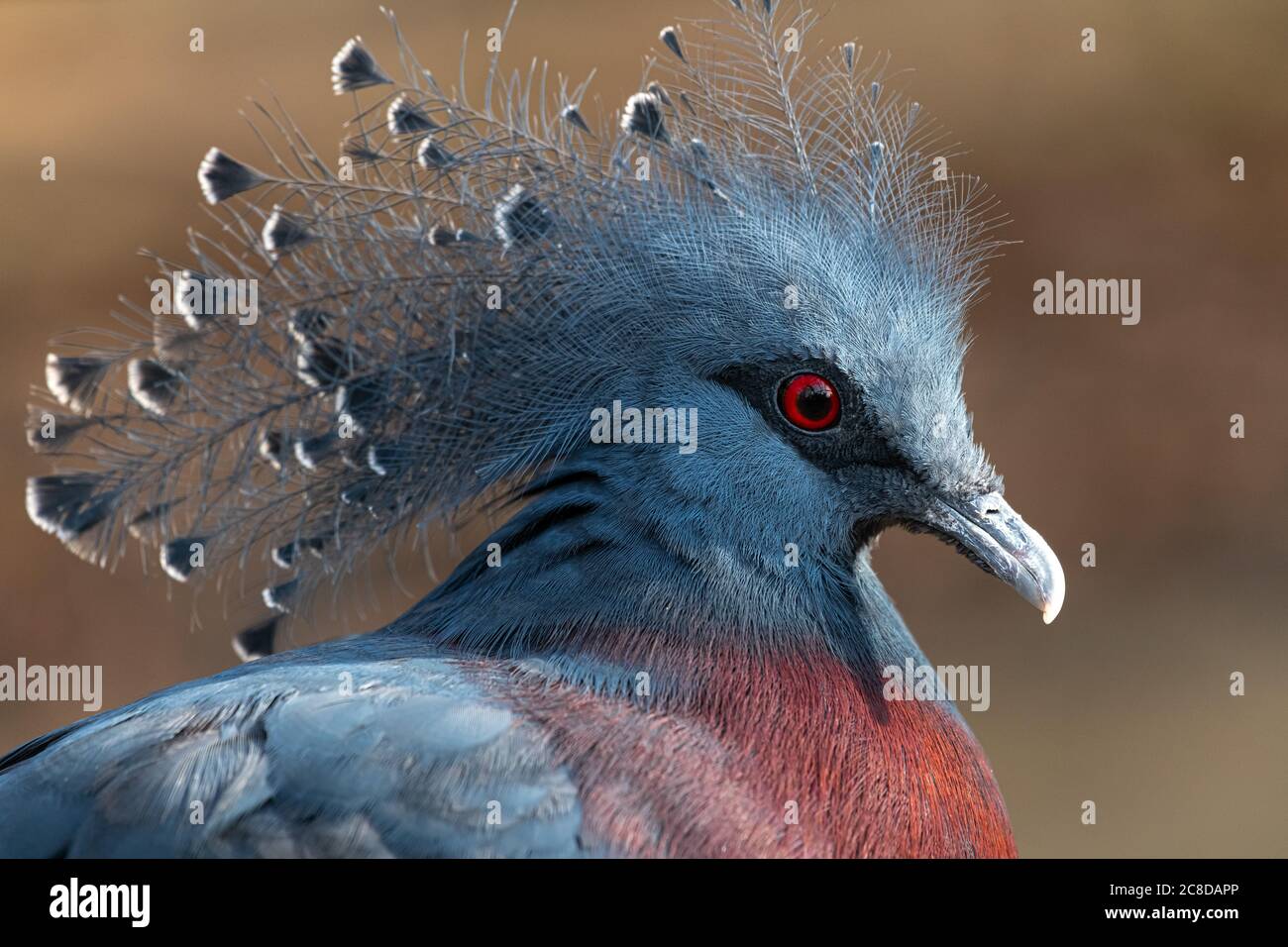 Goura victoria eye hi-res stock photography and images - Alamy