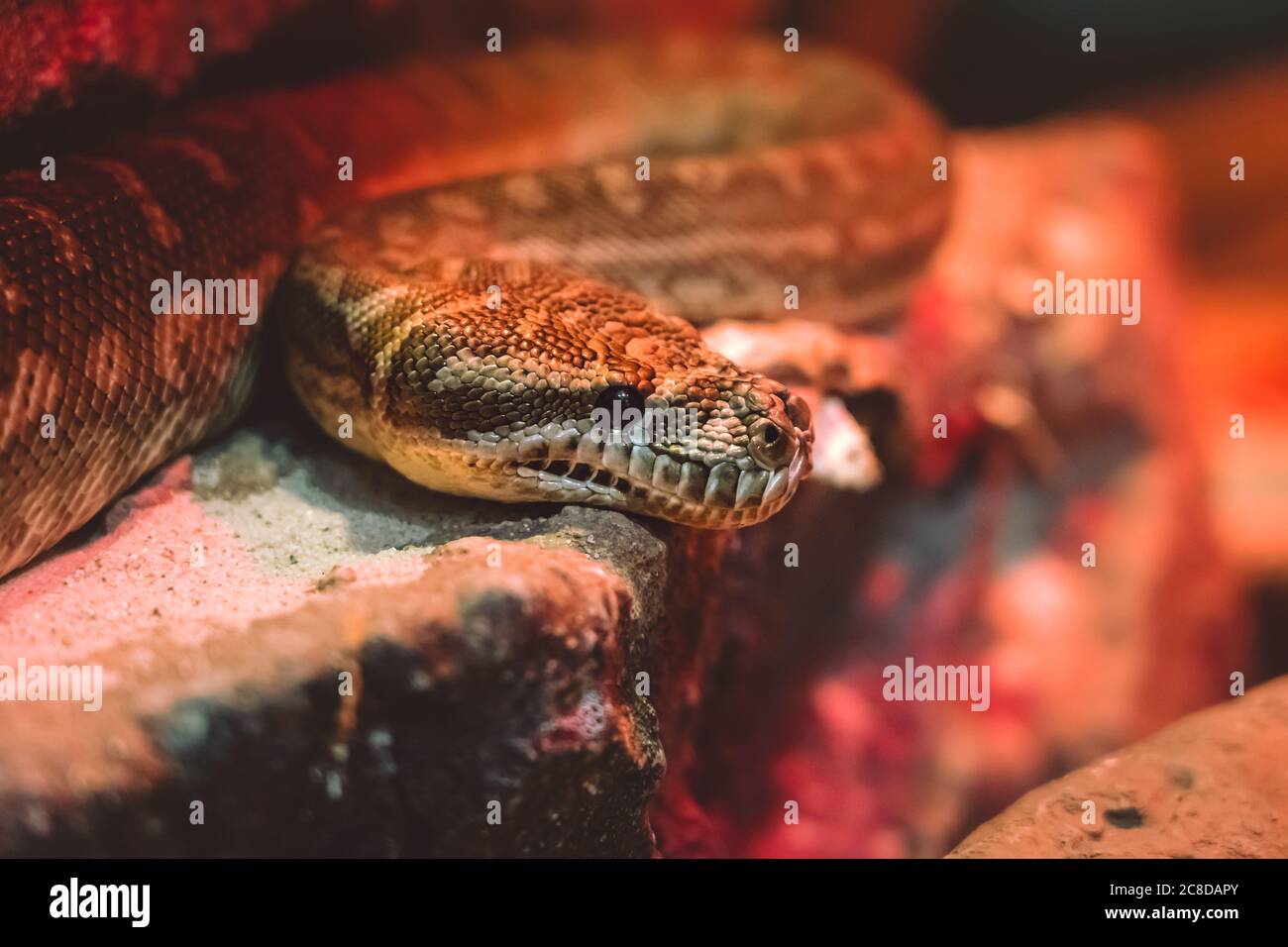 Phyton hi-res stock photography and images - Alamy