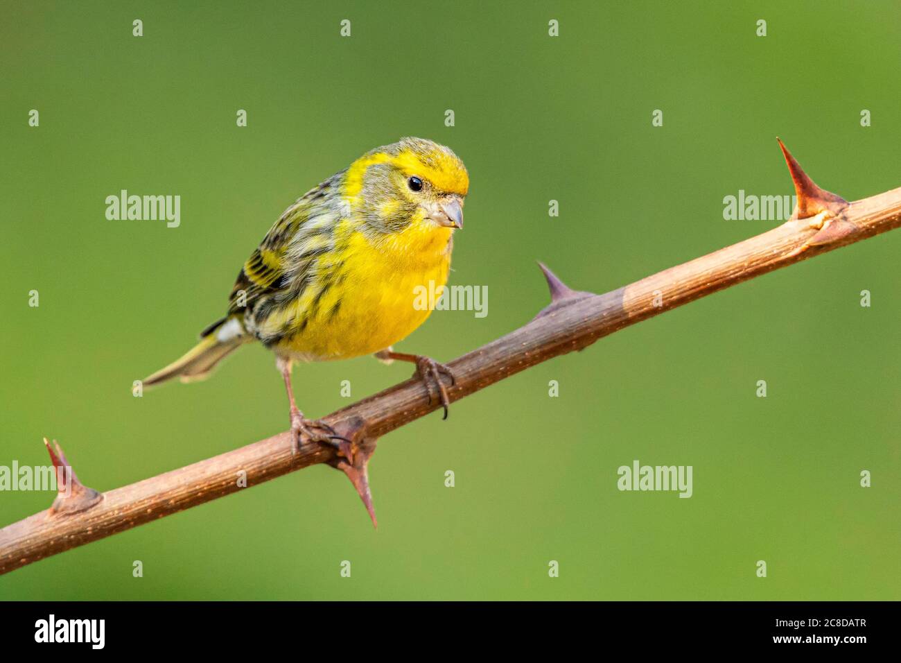 The European serin, or simply the serin (Serinus serinus Stock Photo ...