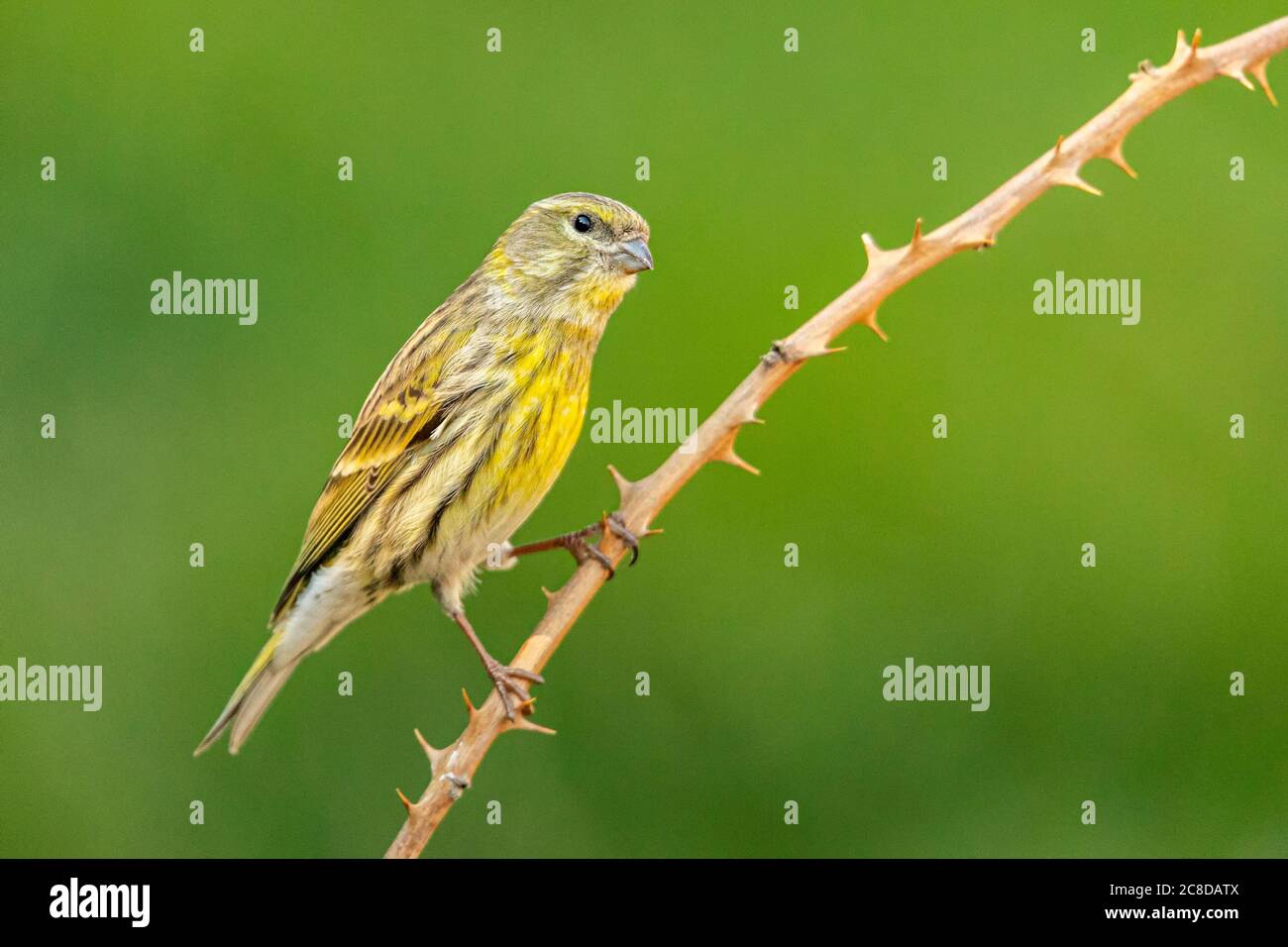 Serinus hi-res stock photography and images - Alamy