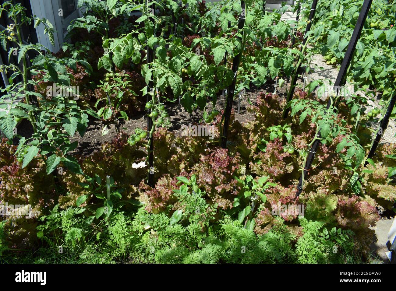 mixed vegetable garden Stock Photo - Alamy