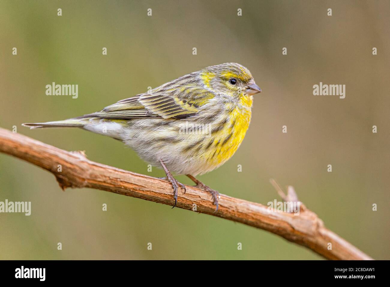 Serin birds hi-res stock photography and images - Alamy
