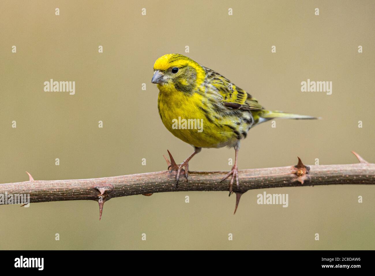 The European serin, or simply the serin (Serinus serinus Stock Photo ...