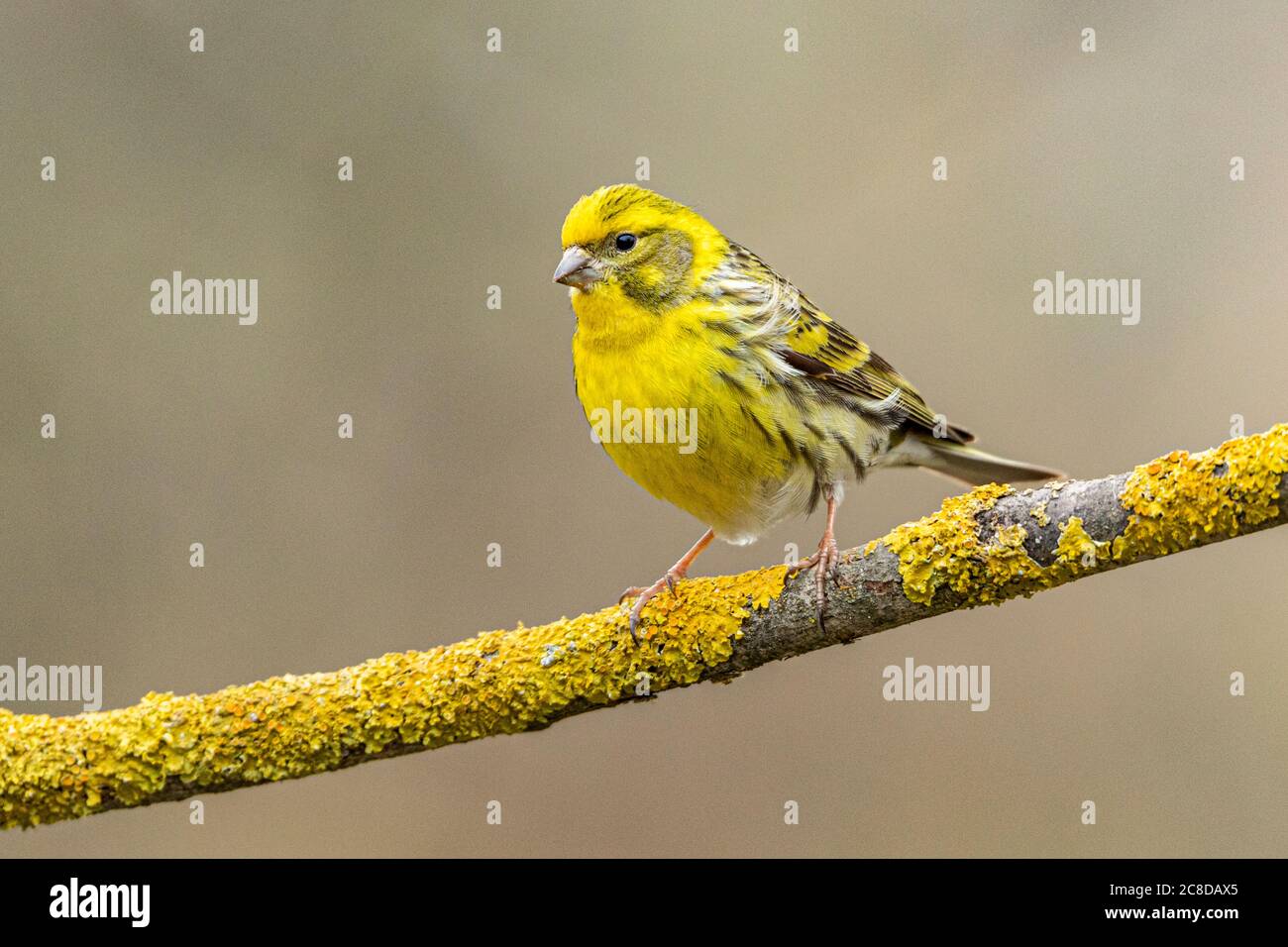 Serin birds hi-res stock photography and images - Alamy