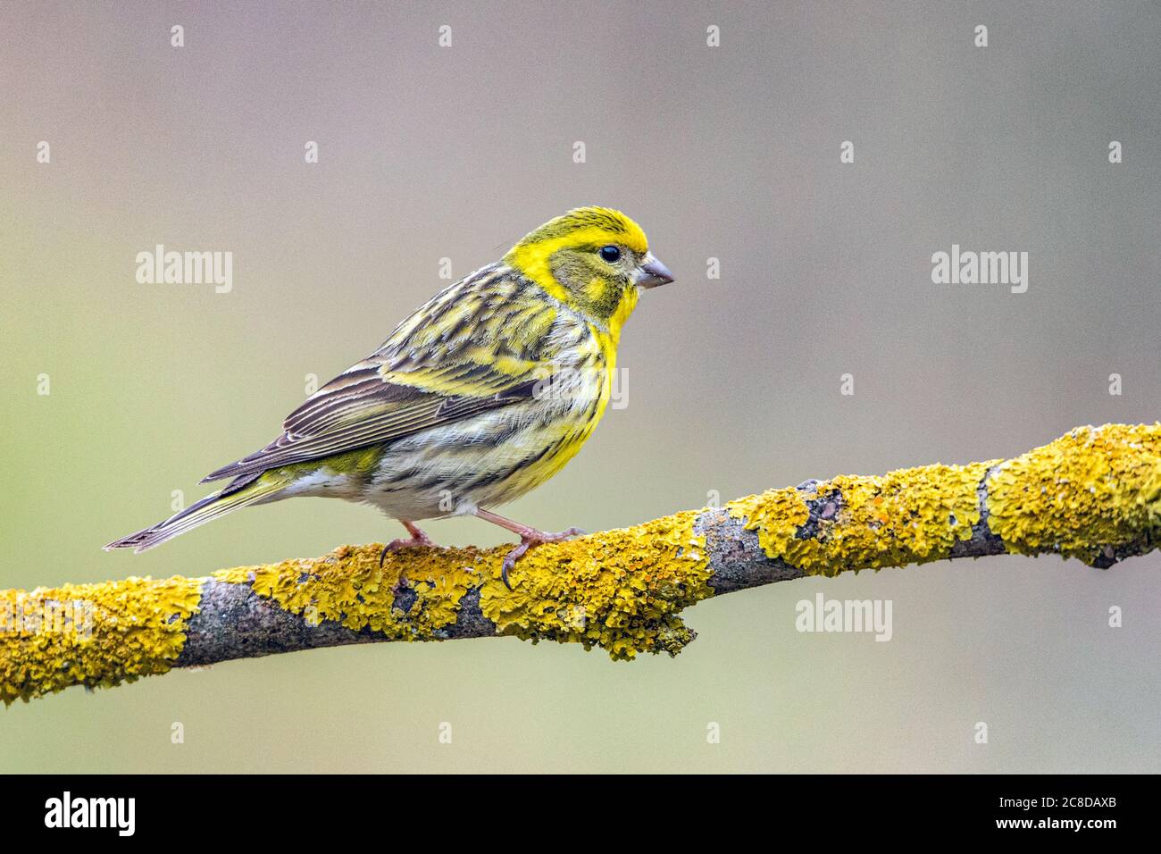 The European serin, or simply the serin (Serinus serinus Stock Photo ...