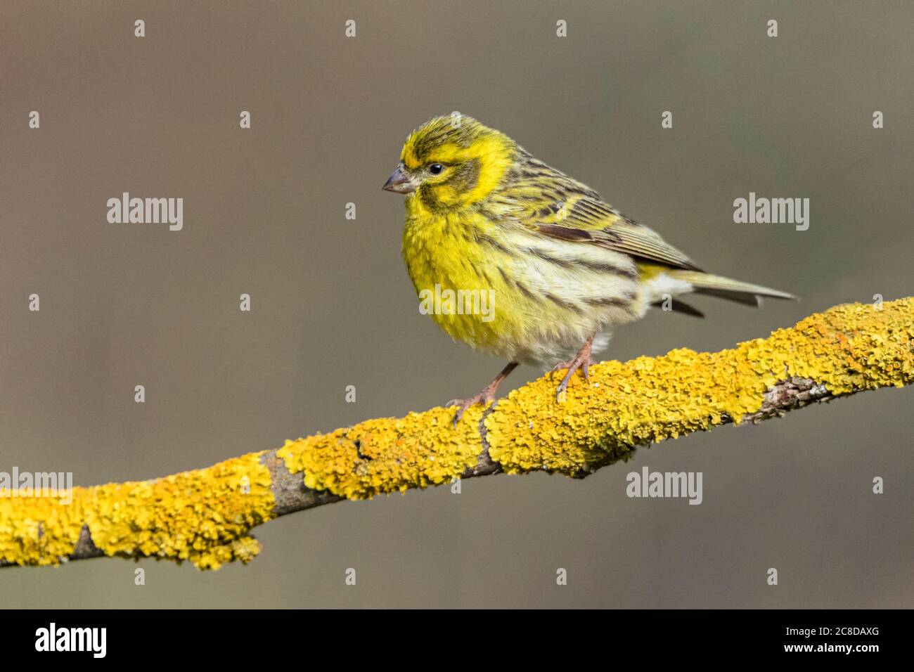 The European serin, or simply the serin (Serinus serinus Stock Photo ...