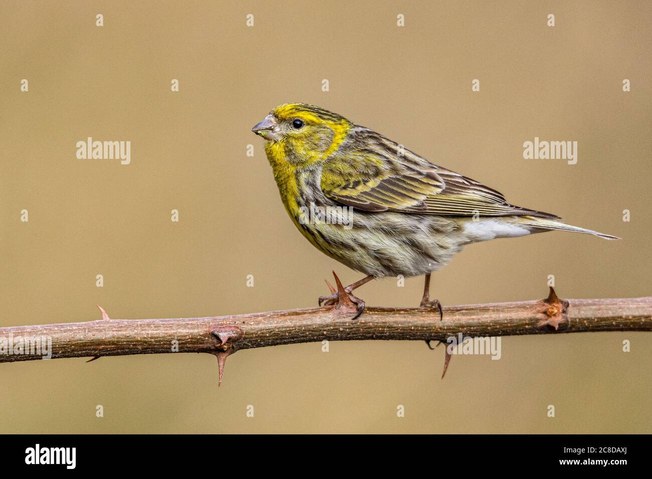 The European serin, or simply the serin (Serinus serinus Stock Photo ...