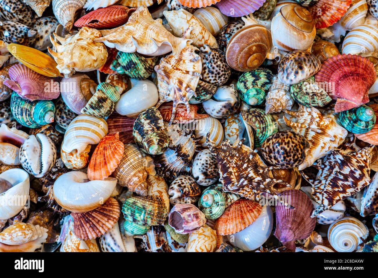 Beautiful sea assorted colorful shells background texture Stock Photo ...