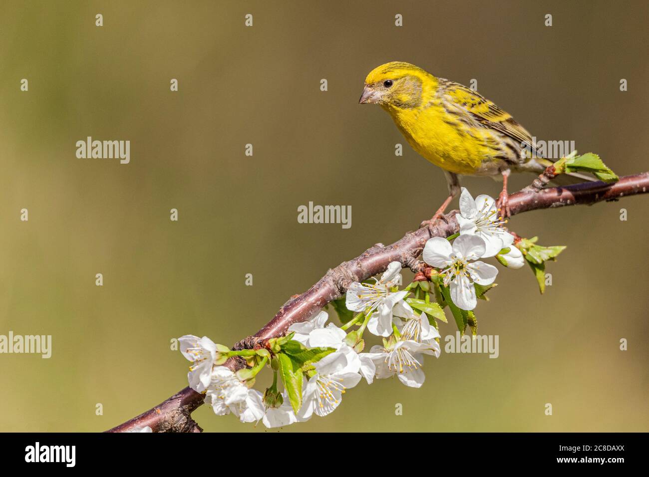 Seria hi-res stock photography and images - Alamy