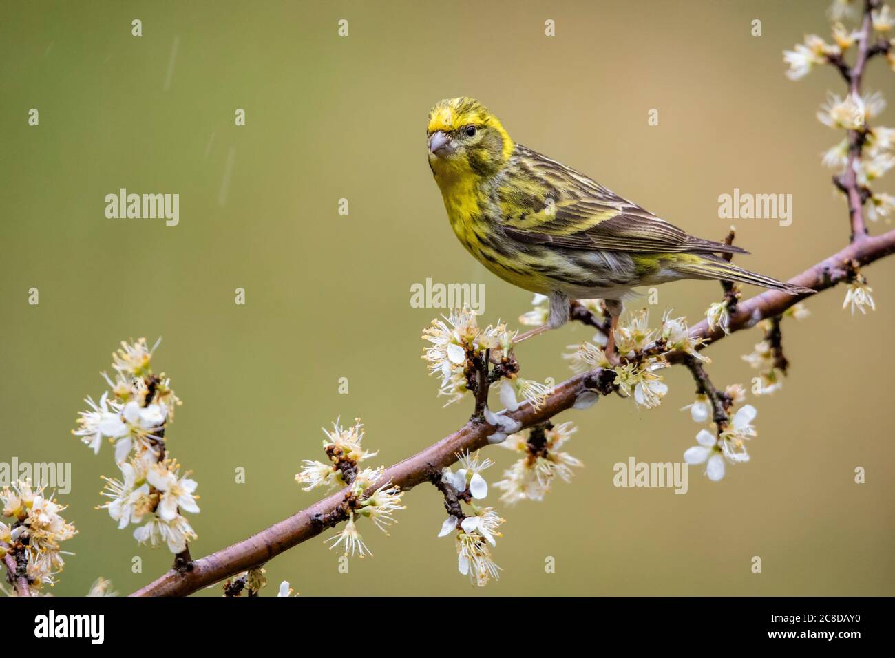 The European serin, or simply the serin (Serinus serinus Stock Photo ...