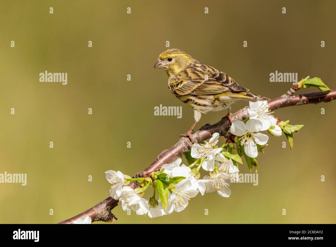 The European serin, or simply the serin (Serinus serinus Stock Photo ...