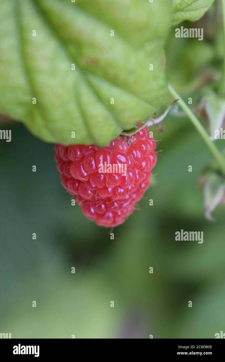 Raspberry Ruby Beauty High Resolution Stock Photography and Images - Alamy