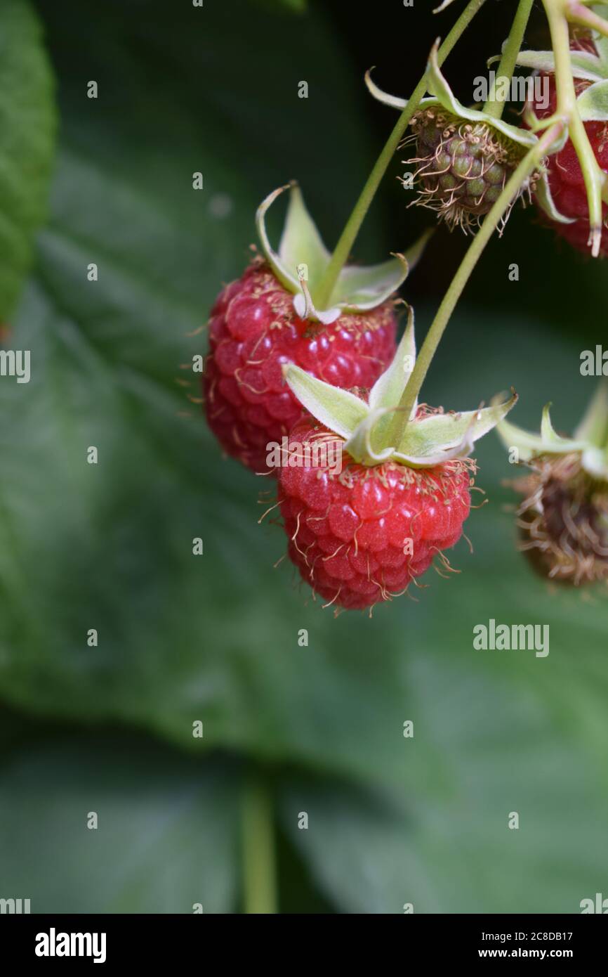 raspberry ruby beauty Stock Photo - Alamy