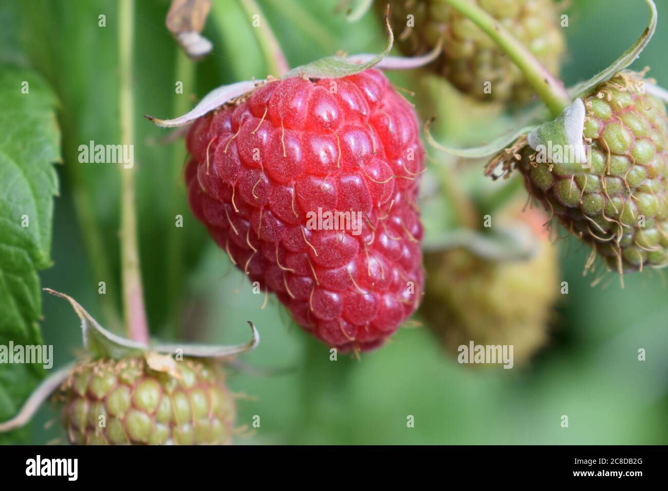 raspberry ruby beauty Stock Photo - Alamy
