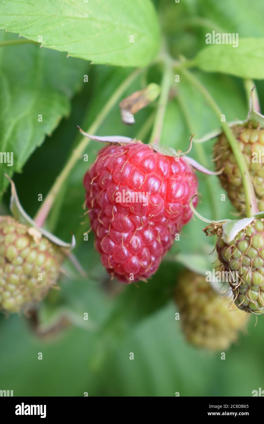 Raspberry Ruby Beauty High Resolution Stock Photography and Images - Alamy