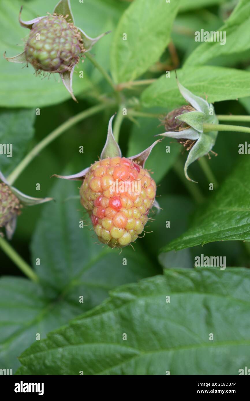 raspberry ruby beauty Stock Photo - Alamy