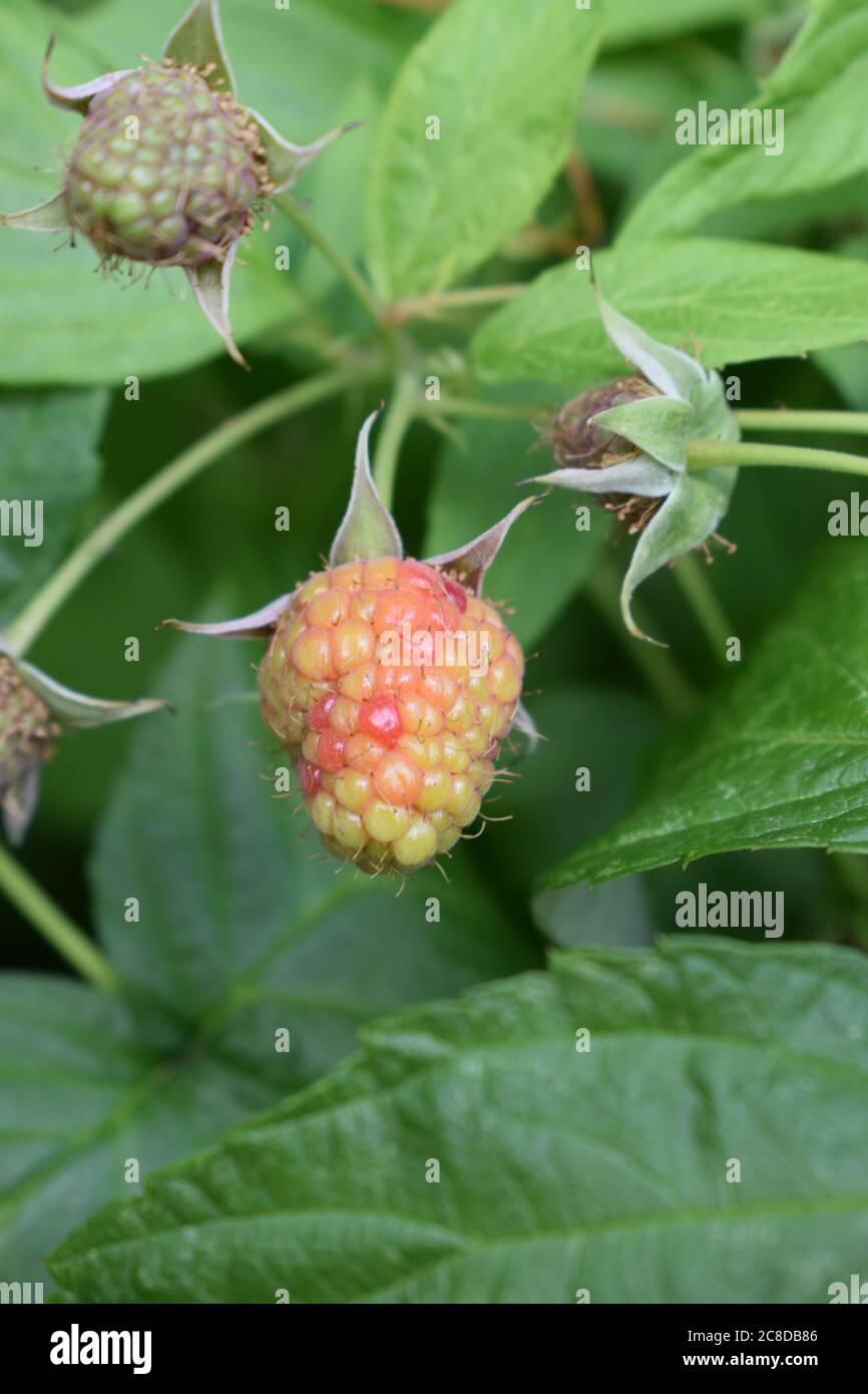 raspberry ruby beauty Stock Photo - Alamy