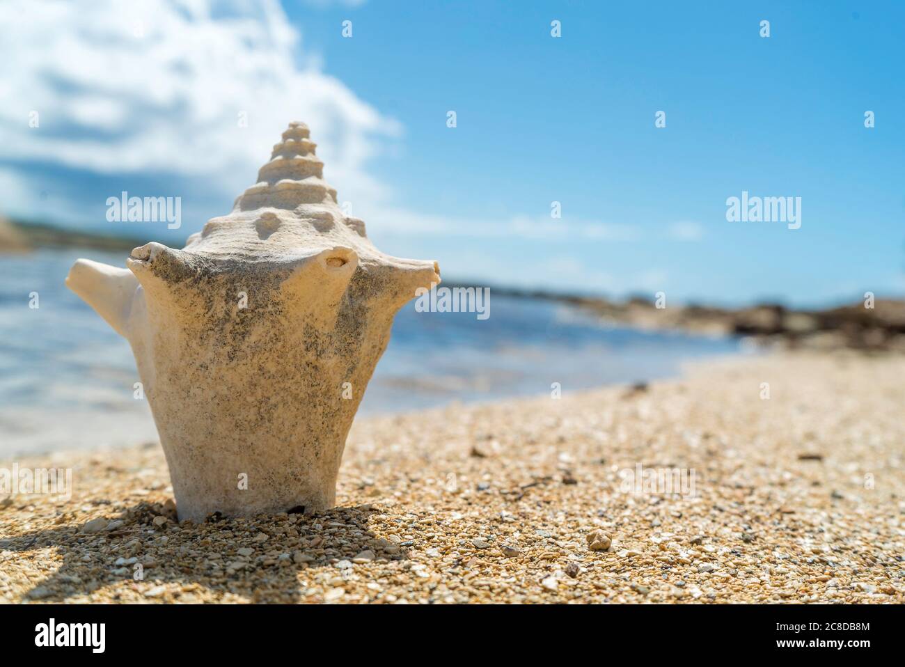 Seashell laying on sandy rocky beach Stock Photo - Alamy