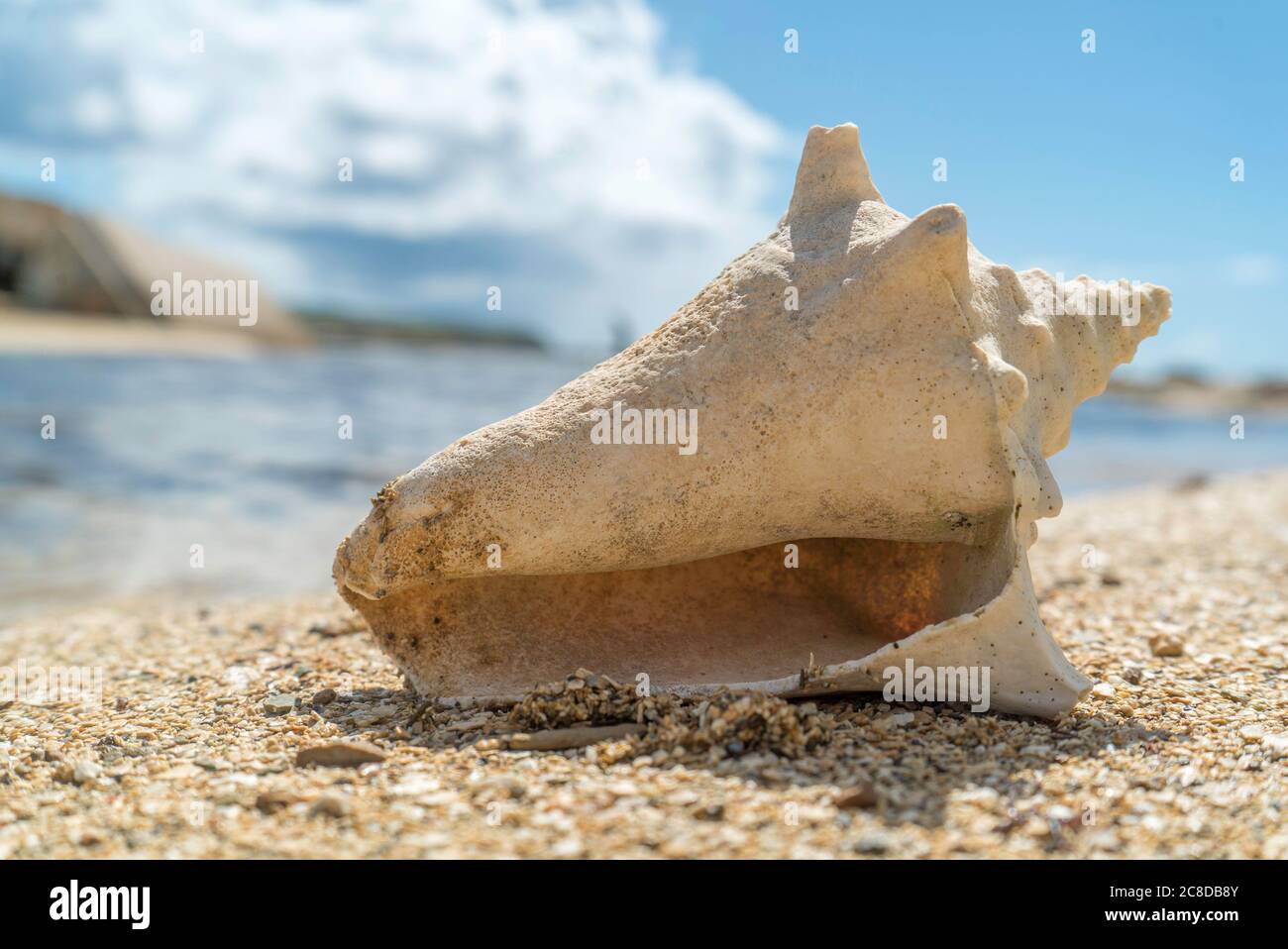Seashell laying on sandy rocky beach Stock Photo - Alamy