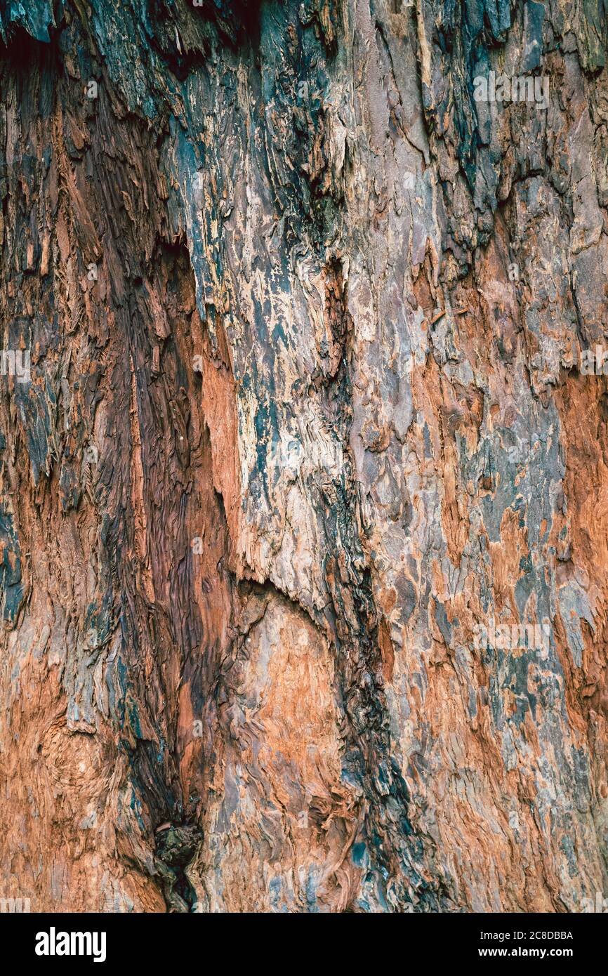 Blue and red tree texture background Stock Photo - Alamy