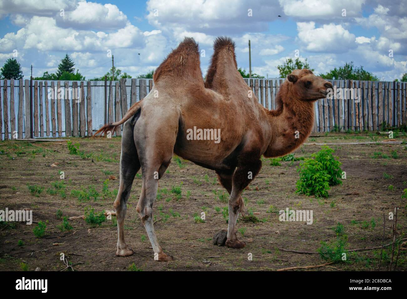 Domestic bactrian camel in corral at the farm Stock Photo - Alamy