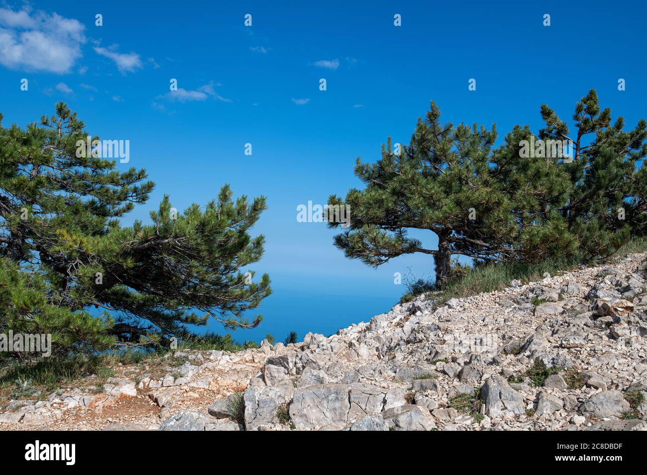 Natural landscape with pine and rock on Ah-Petri mountain in Crimea ...
