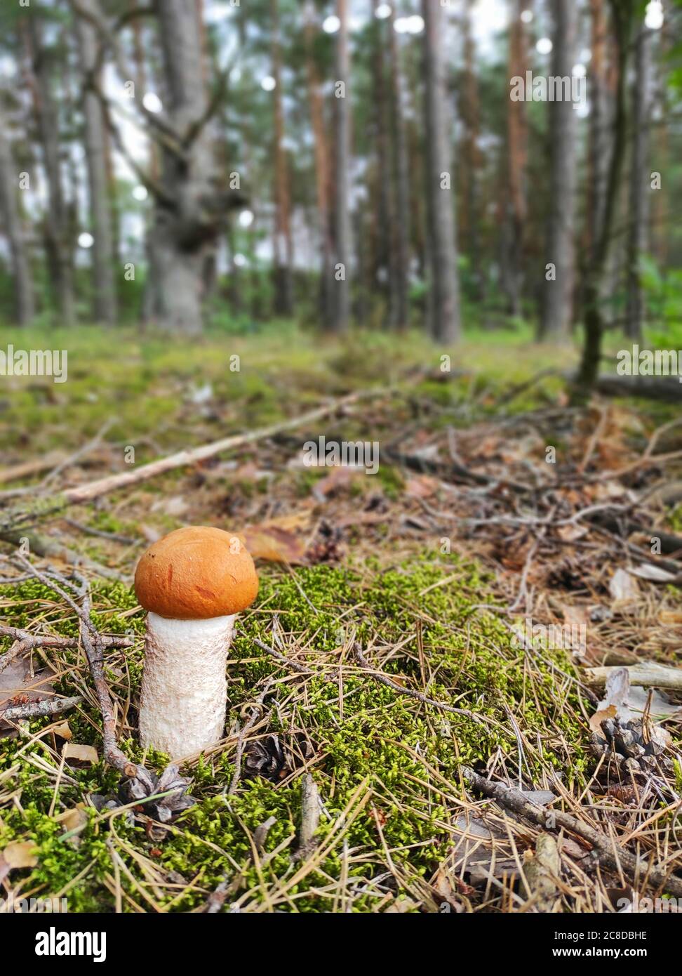Redhead mushroom growing in the forest Stock Photo - Alamy
