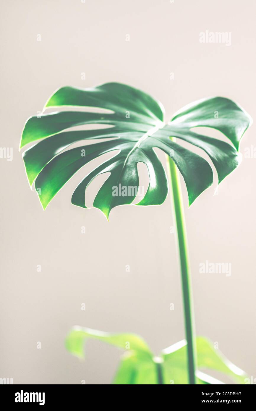 Large room purifier hi-res stock photography and images - Alamy