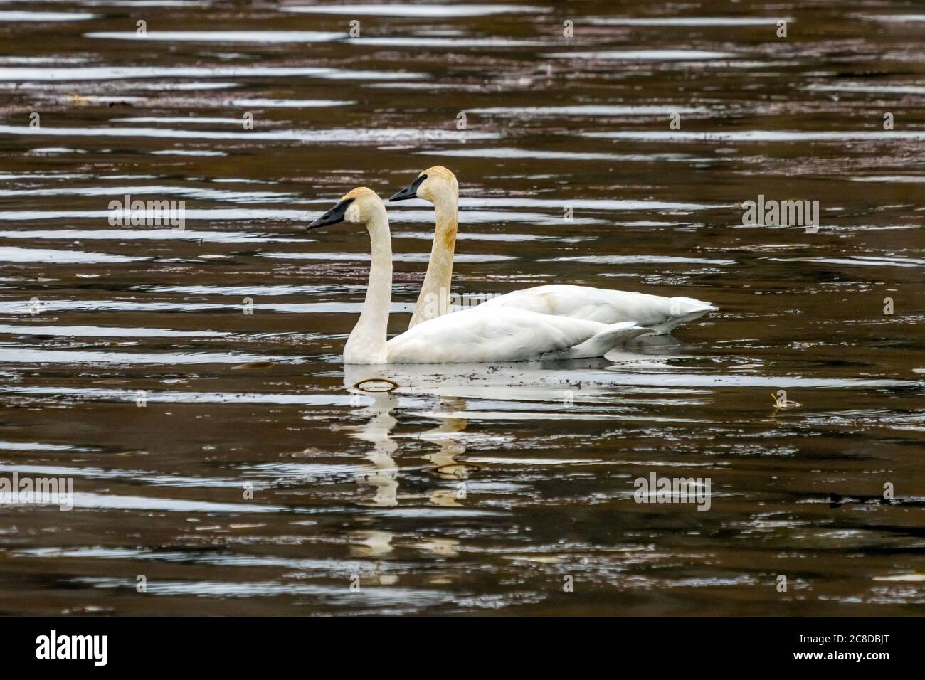 White Trumpeter Swans Cygnus Buccinator Juanita Bay Park Lake ...