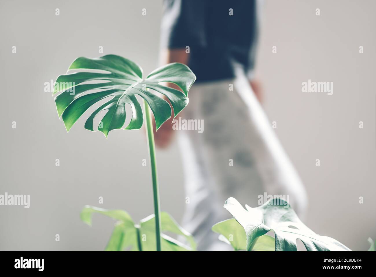 Real monstera leaves Stock Photo - Alamy