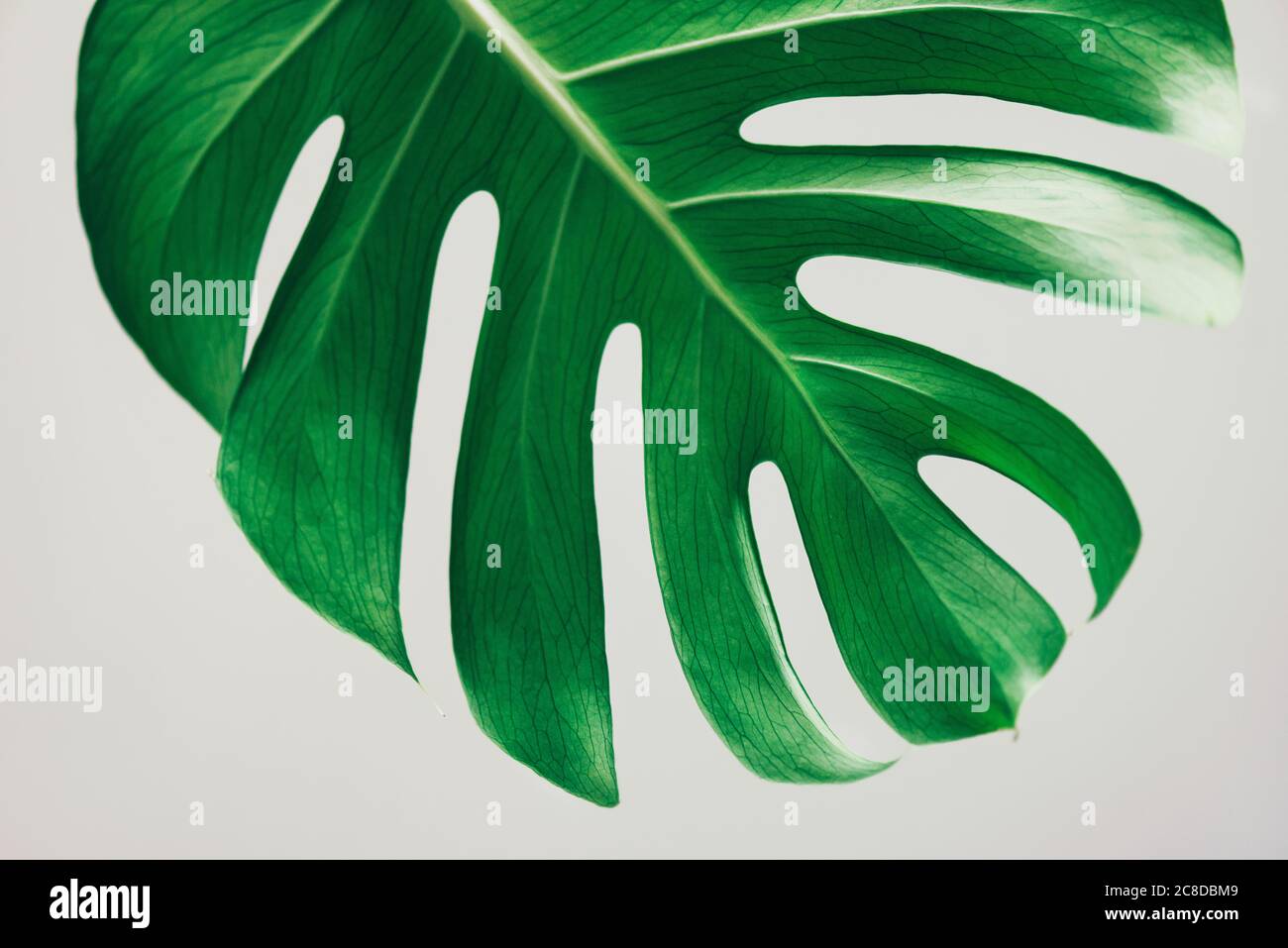 Real monstera leaves Stock Photo - Alamy