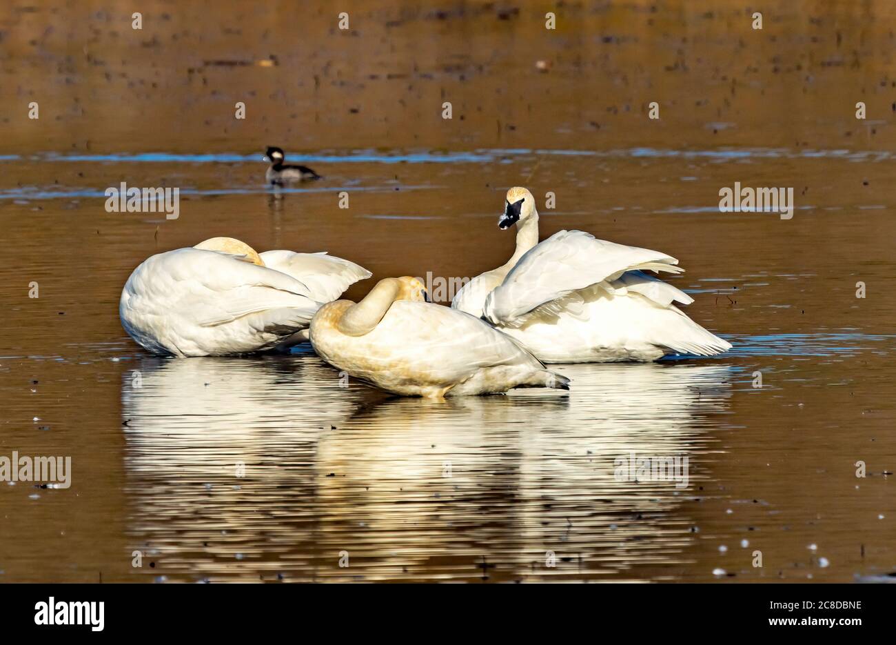 White Trumpeter Swans Cygnus Buccinator Juanita Bay Park Lake ...
