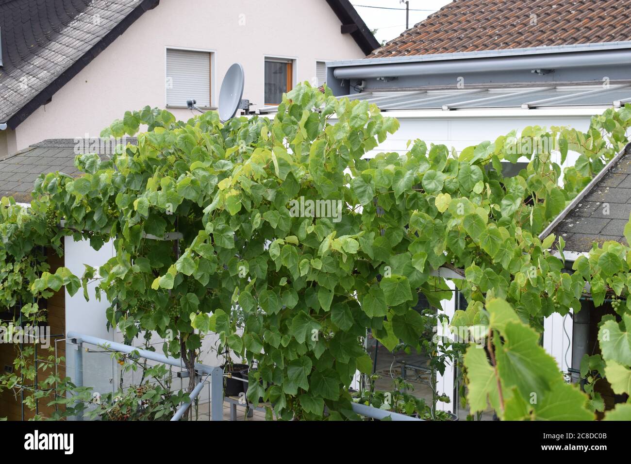 grape roof on the garden Stock Photo - Alamy