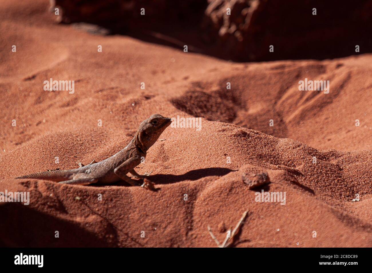 Close up image of a Pseudotrapelus sinaitus (Sinai Agama Lizard ...