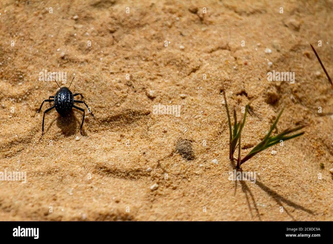 Macro image of a Adesmia cancellata (pitted darkling beetle) walking ...