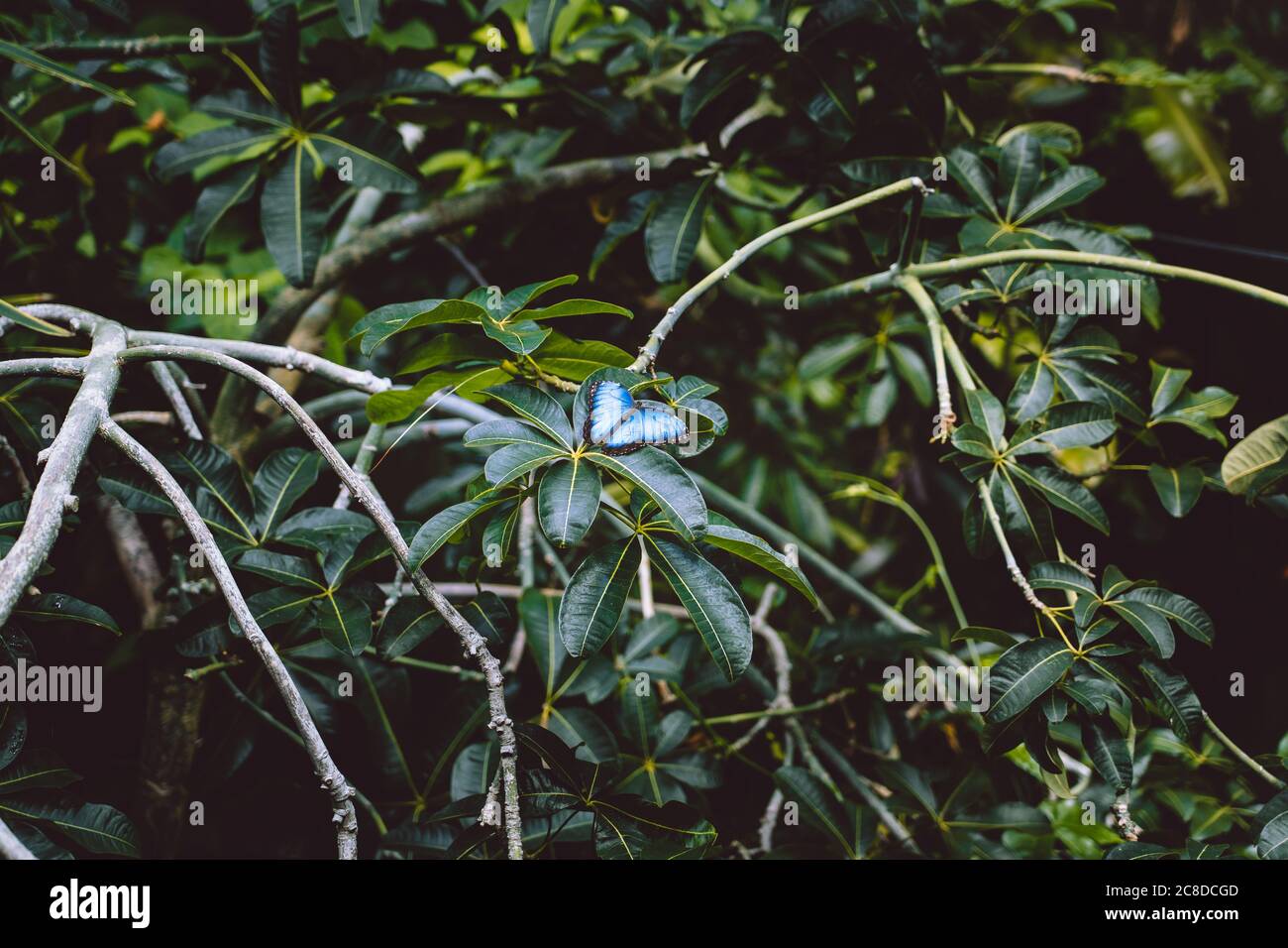 Butterfly in forest hi-res stock photography and images - Alamy