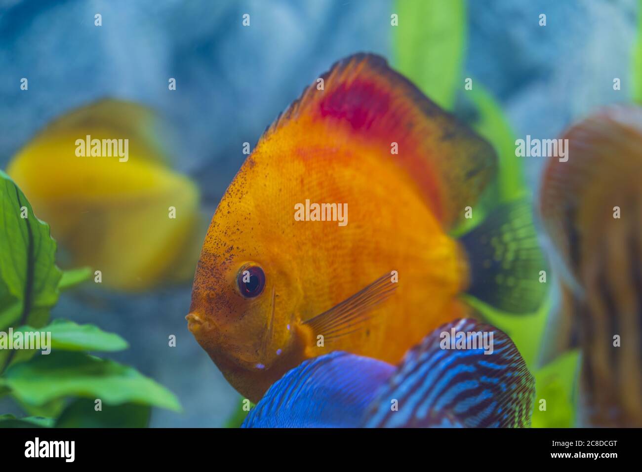 Close up view of gorgeous red melon diskus aquarium fish. Hobby concept ...