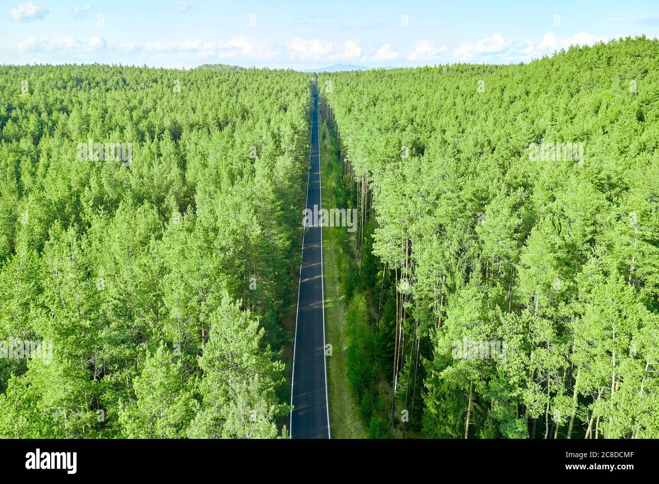 Top view of a straight road in the forest with high pine trees. Natural ...