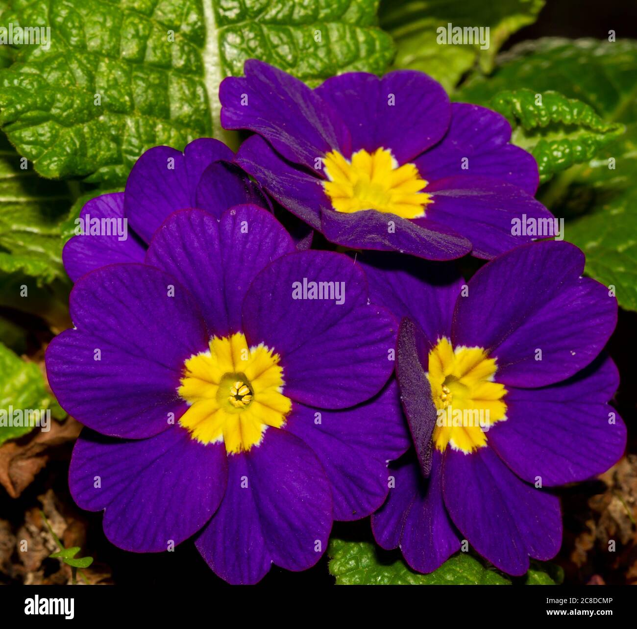 Star hexagon pattern hi-res stock photography and images - Alamy