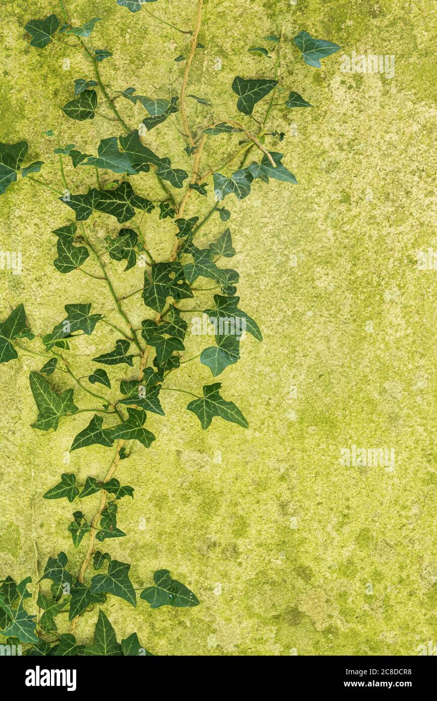 Natural pattern and texture formed on an old slab of stone covered in ...