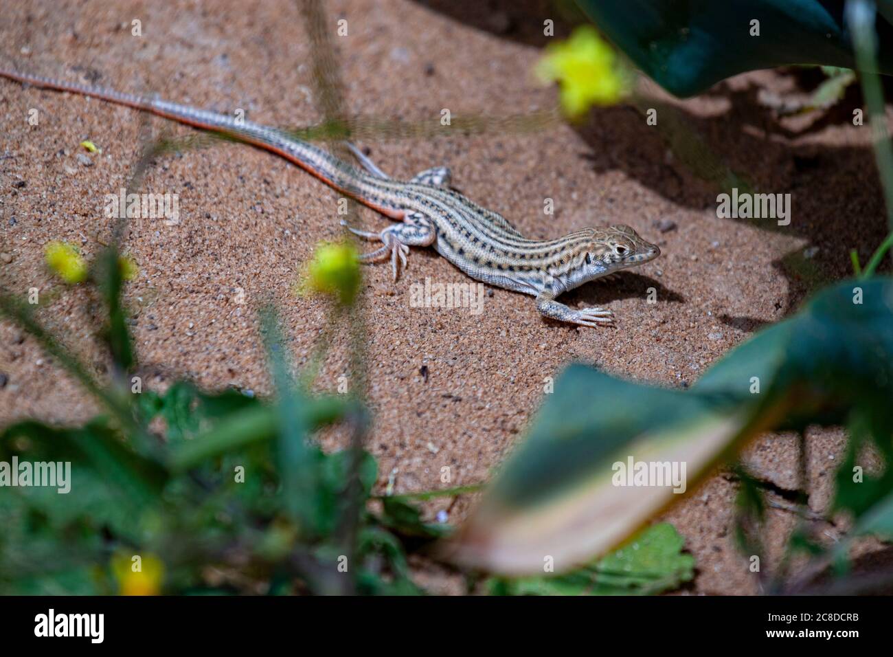 A close up image of Schreiber's fringe-fingered lizard (Acanthodactylus ...